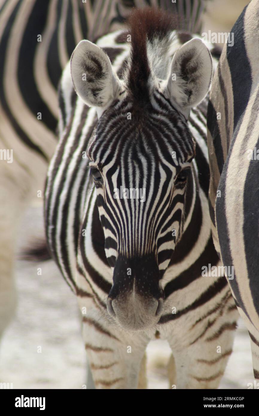 Baby Zebra looking Stock Photo - Alamy