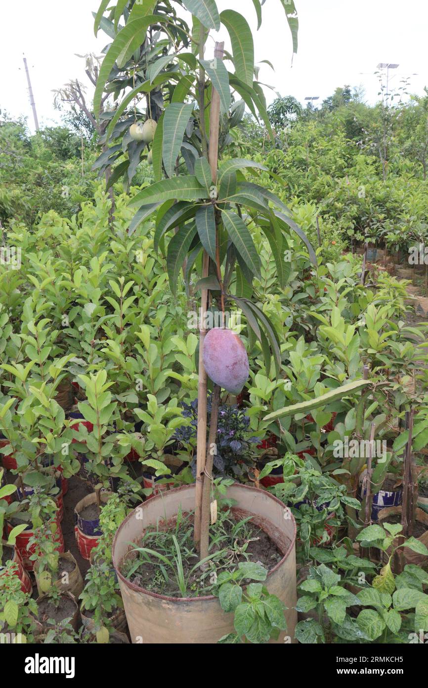 tasty and ripe mango on tree in farm for harvest are cash crops Stock ...