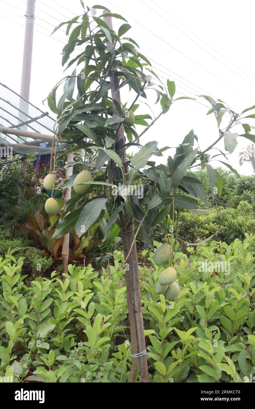 Red ivory mango hi-res stock photography and images - Alamy