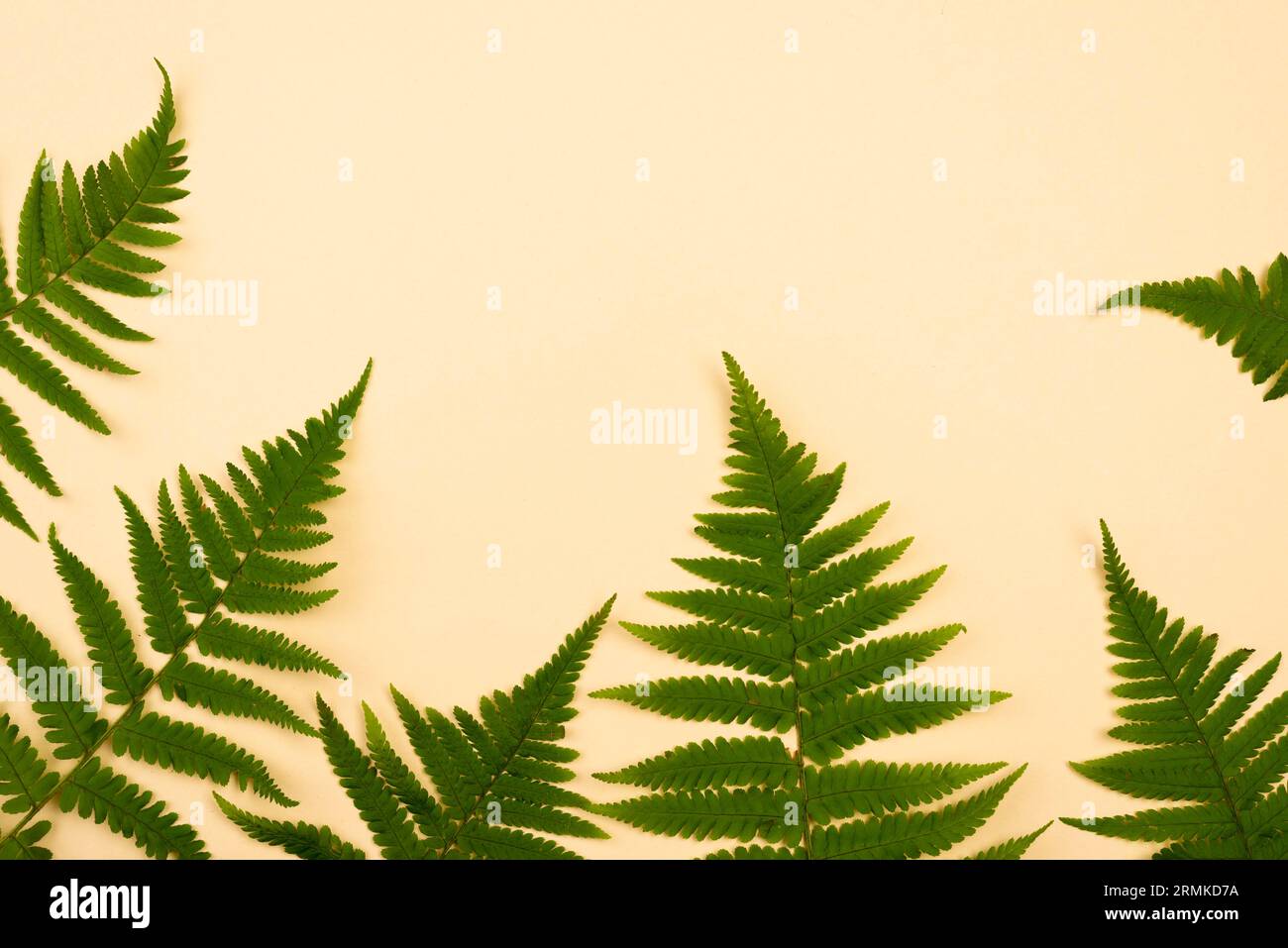 Top view assortment fern leaves with copy space Stock Photo - Alamy