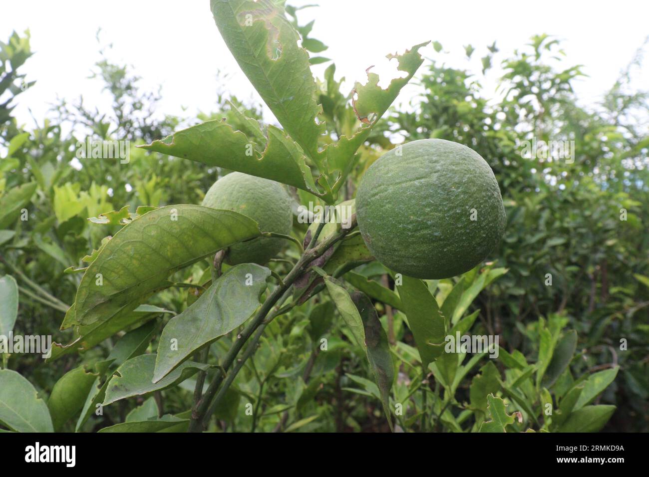 citrus lemon hanging on the tree in farm for harvest are cash crops ...