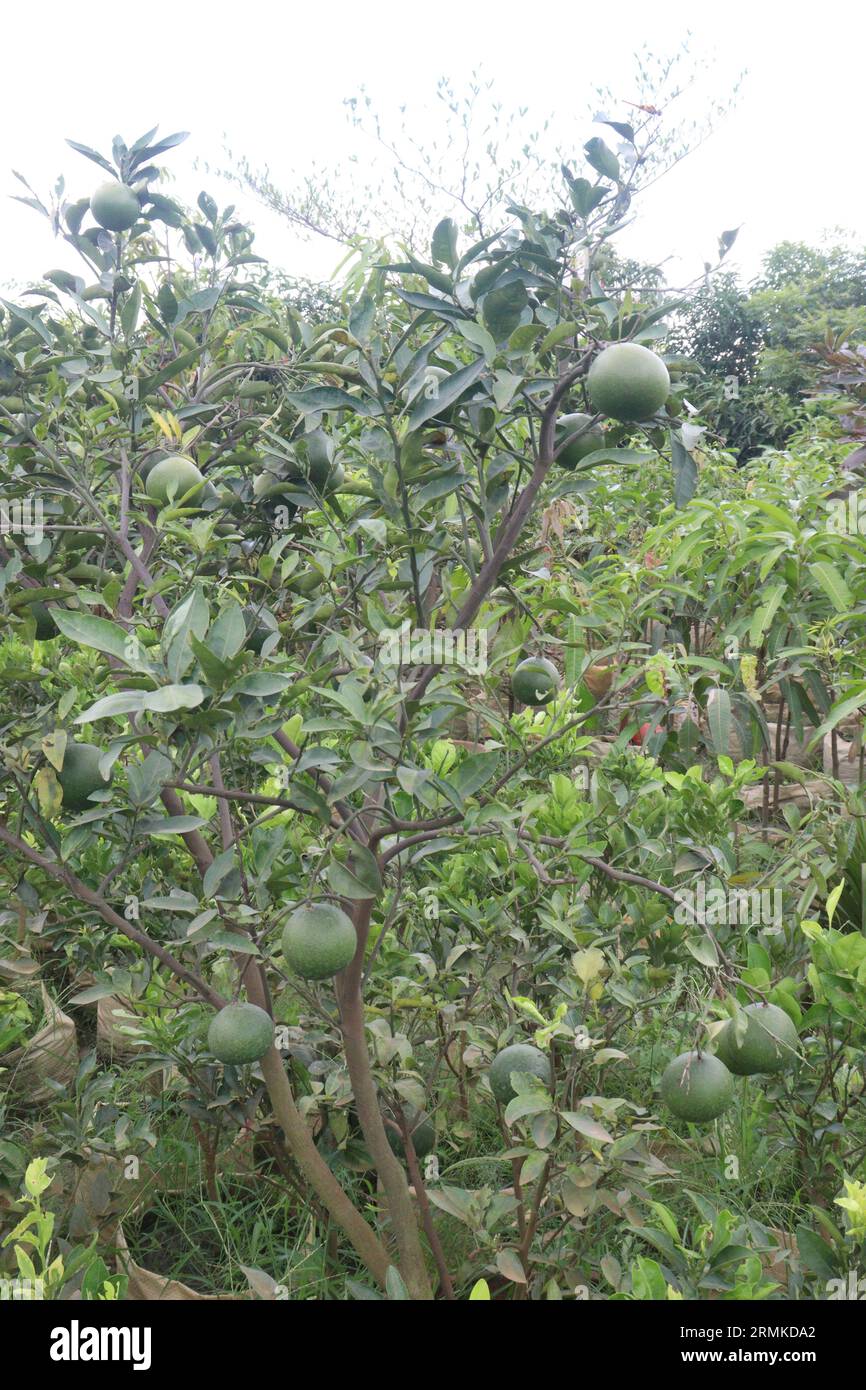 citrus lemon hanging on the tree in farm for harvest are cash crops ...