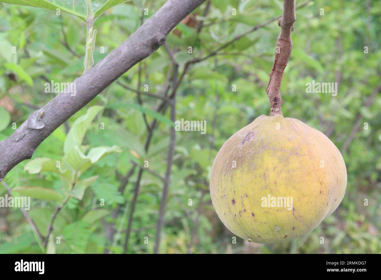 Santol in tree on farm, are good source of iron, which is a mineral ...