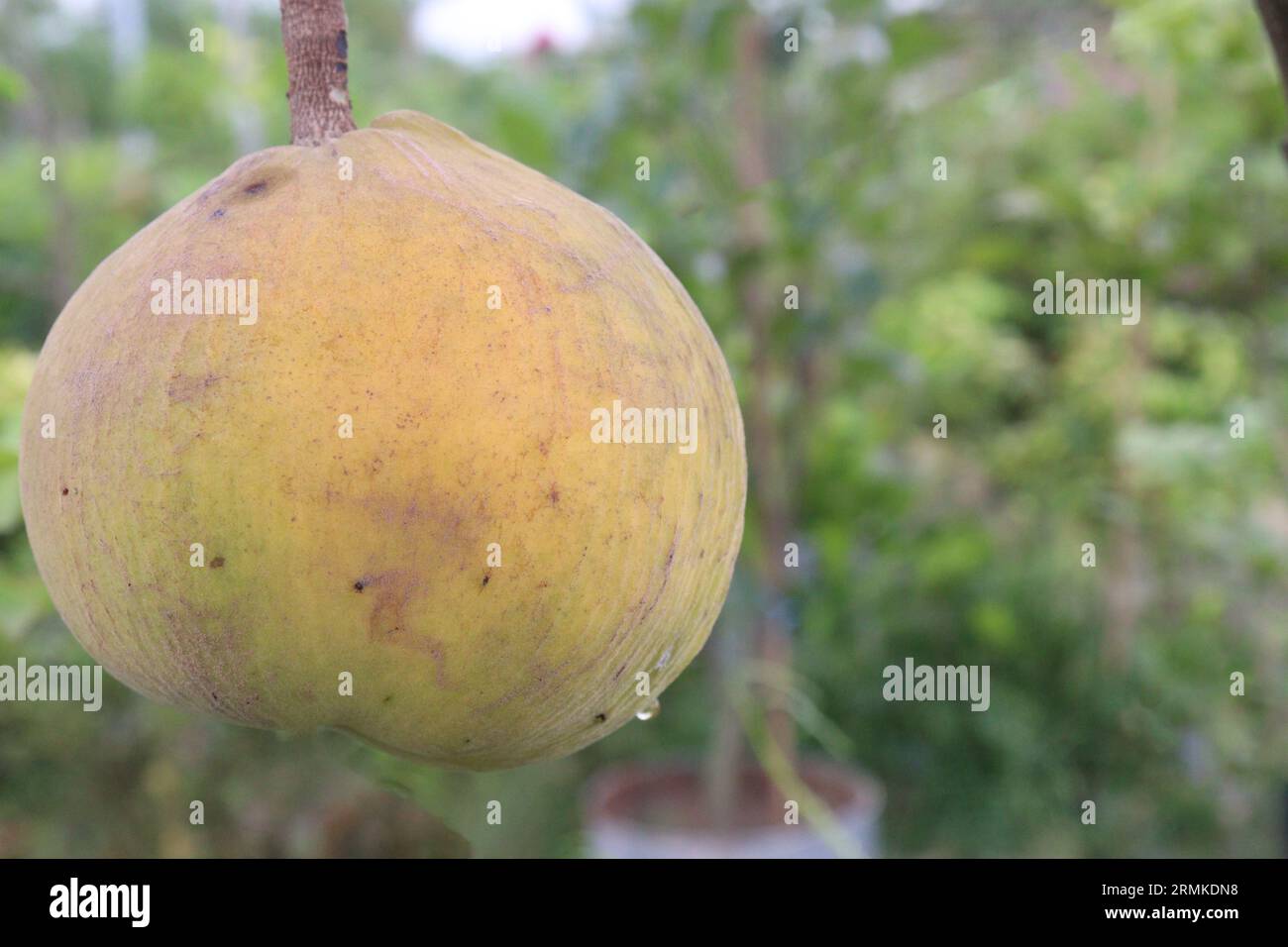 Santol in tree on farm, are good source of iron, which is a mineral ...