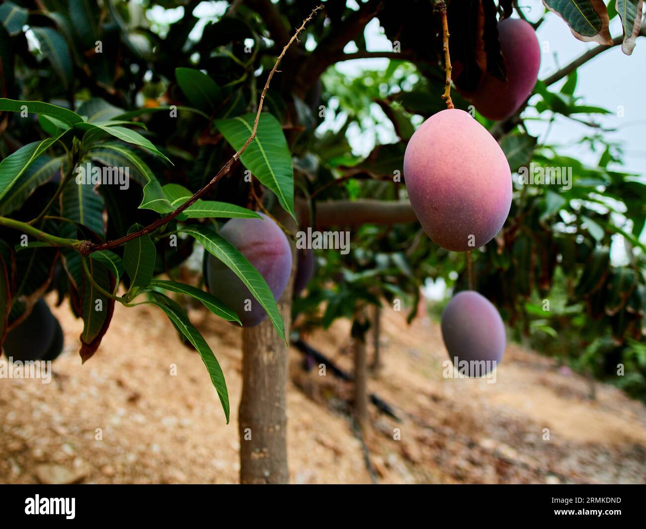 Ripe mango fruits on mango tree. Green foliage at the background Stock ...