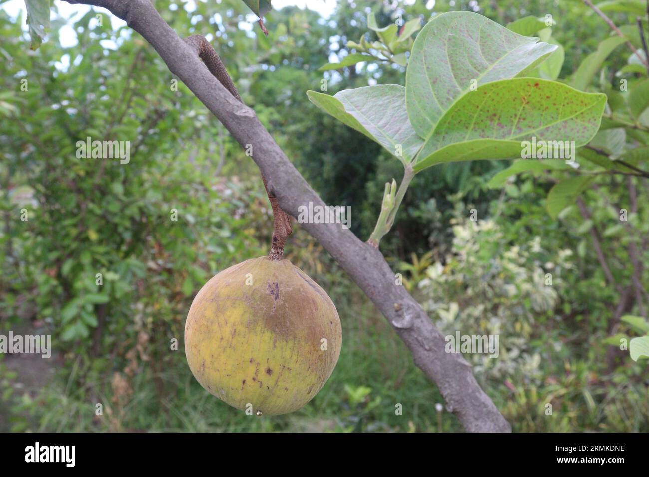 Santol in tree on farm, are good source of iron, which is a mineral ...