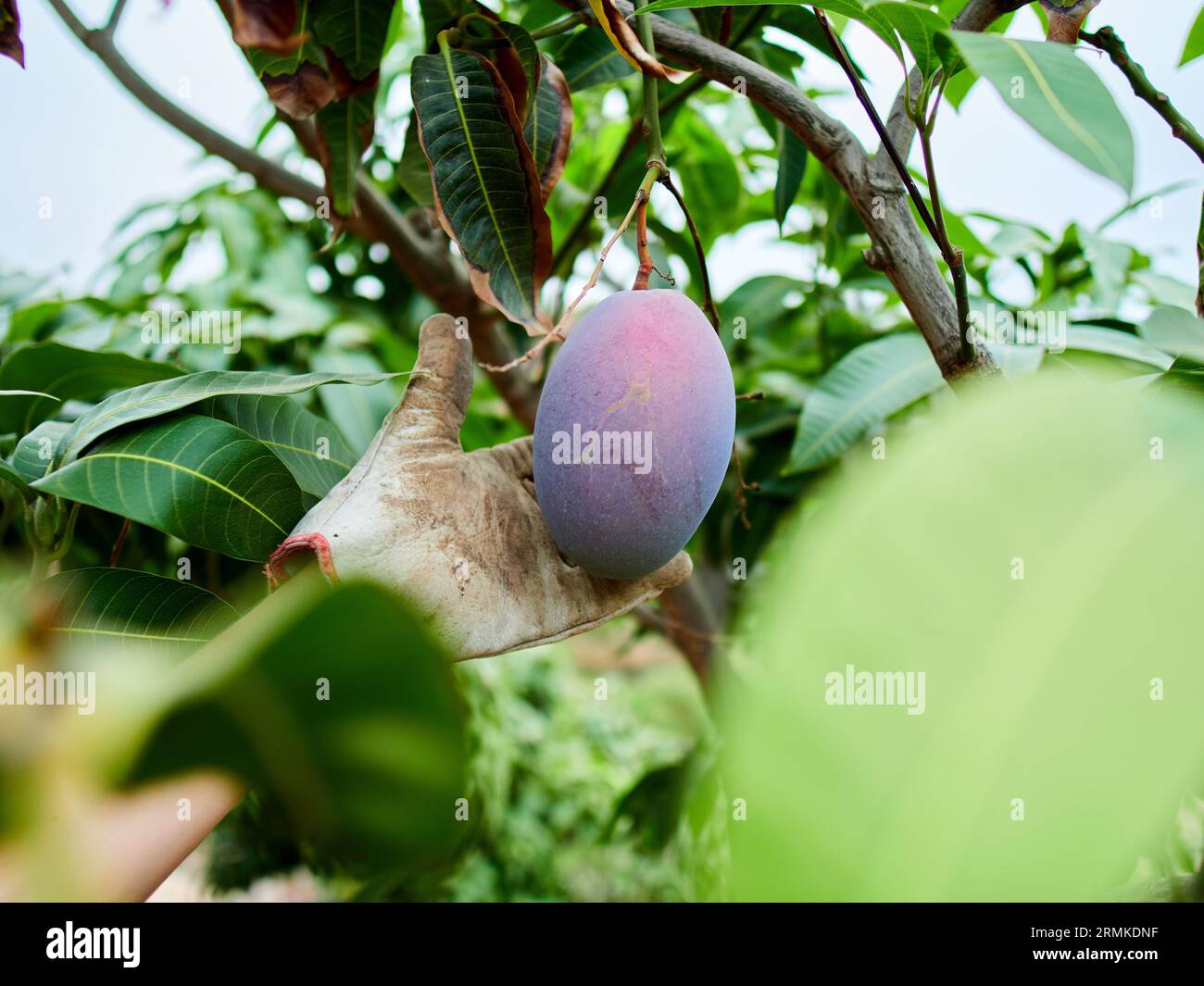 Human hands harvesting a ripe mango fruits on mango tree. Green foliage ...