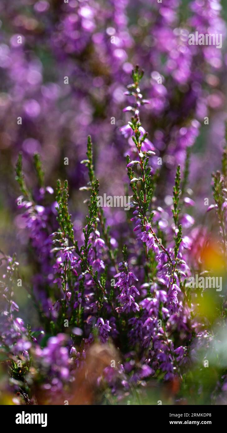 Johanngeorgenstadt, Germany. 10th Aug, 2023. Heather grows in the Great ...