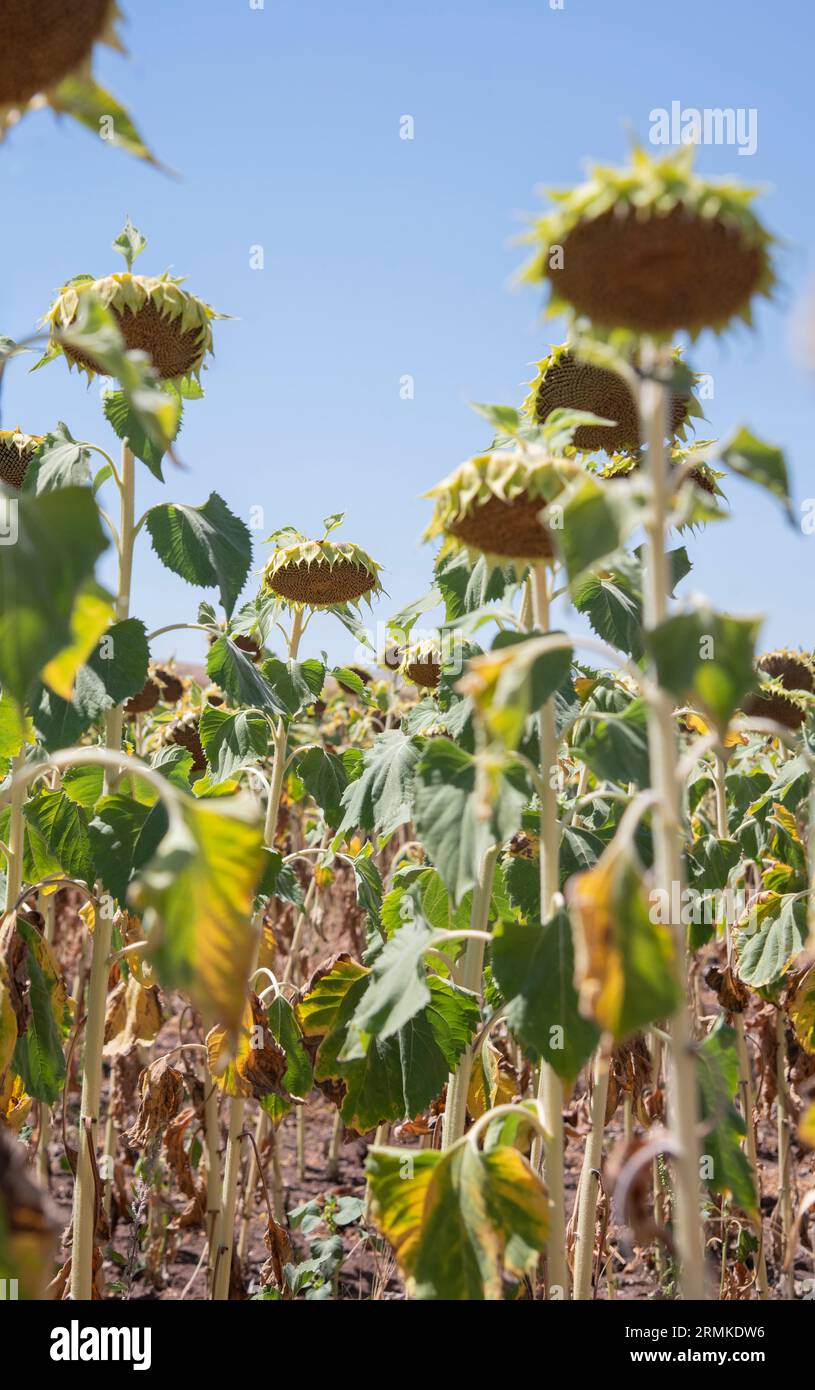 Sunflower harvest dies in a field without rain . concept of global ...