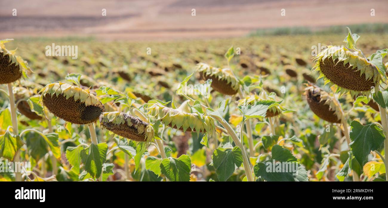 Sunflower harvest dies in a field without rain . concept of global ...