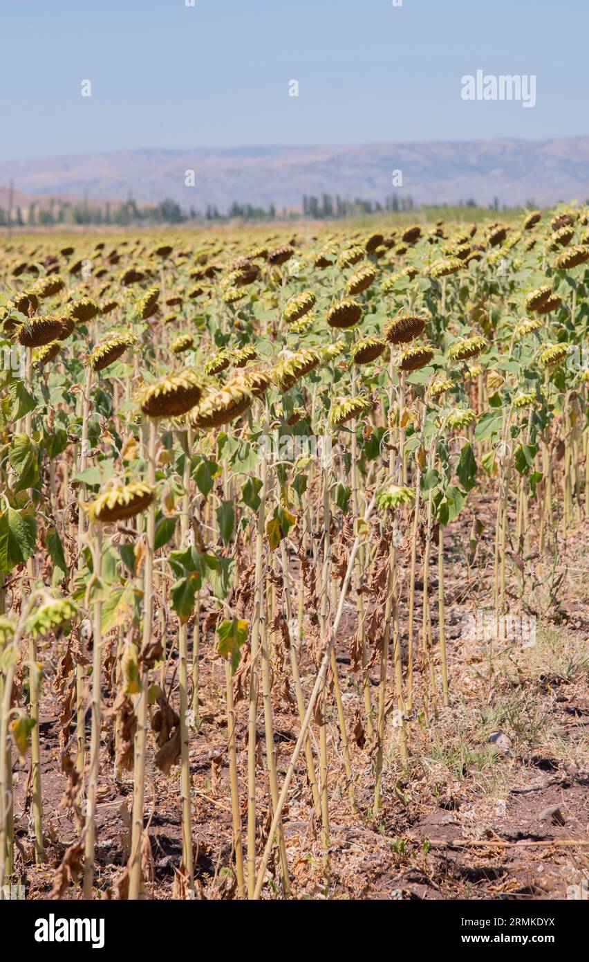 Sunflower harvest dies in a field without rain . concept of global ...