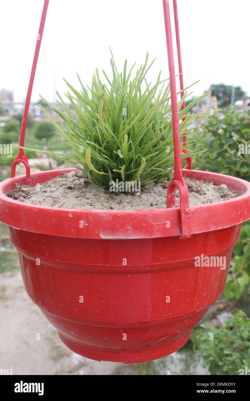 Psilotum nudum its fern family on hanging pot in farm for sell are cash ...