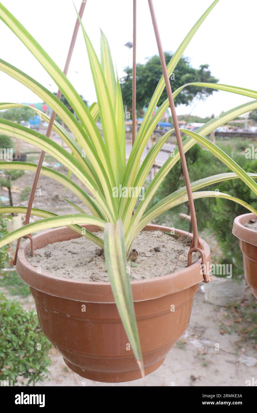 Pandanus veitchii tree plant on hanging pot in farm for harvest are ...