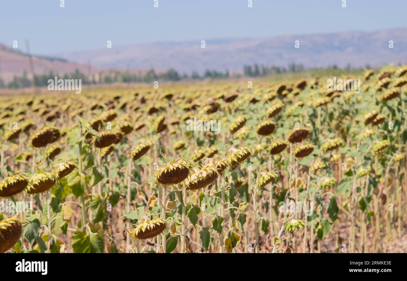 Sunflower harvest dies in a field without rain . concept of global ...