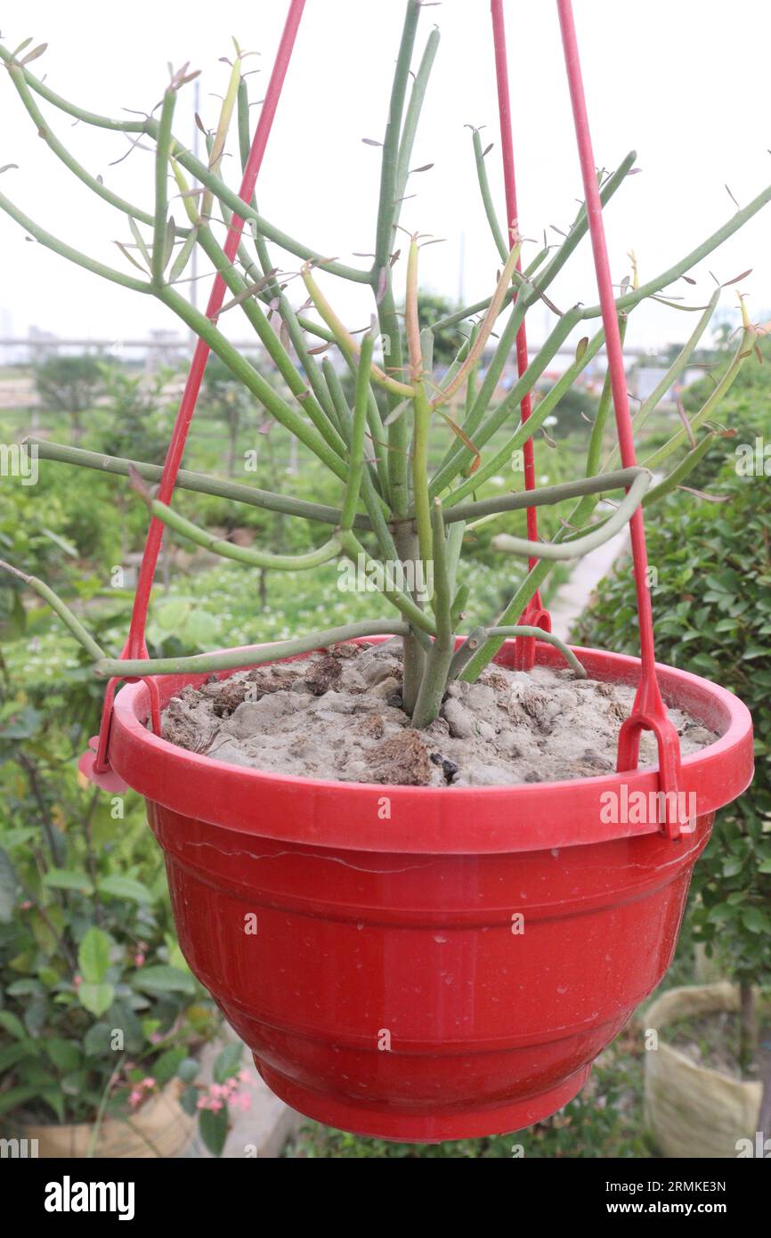 Pencil cactus tree on hanging pot in farm for sell are cash crops Stock ...