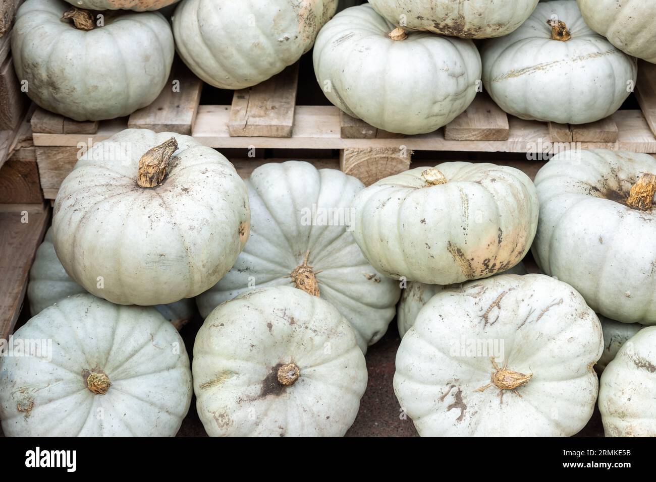 Pile of many ripe grey green jarrahdale pumpkins on wooden pallet at ...