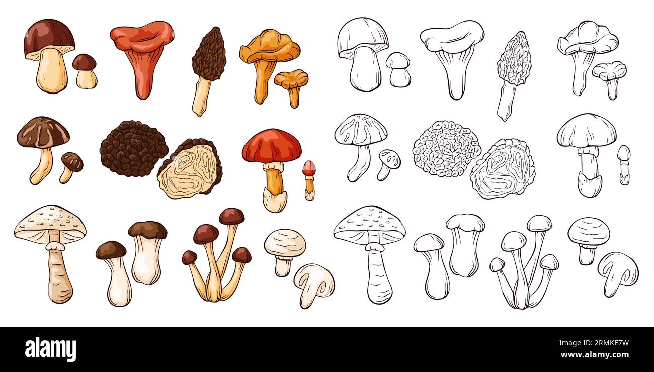 Edible mushrooms collection in line art and cartoon style. Hand drawn ...