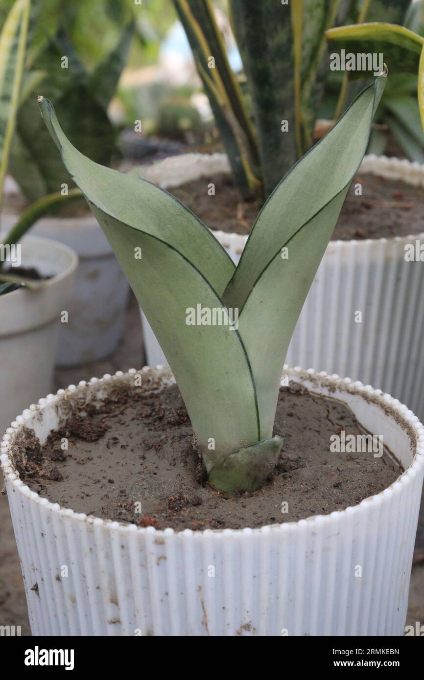 Modern snake plant design hi-res stock photography and images - Alamy