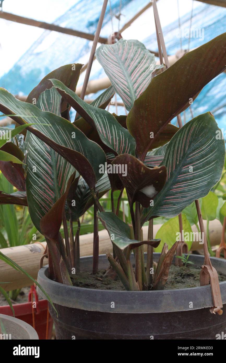 Pin-stripe calathea leaf plant on farm for sell are cash crops it can ...