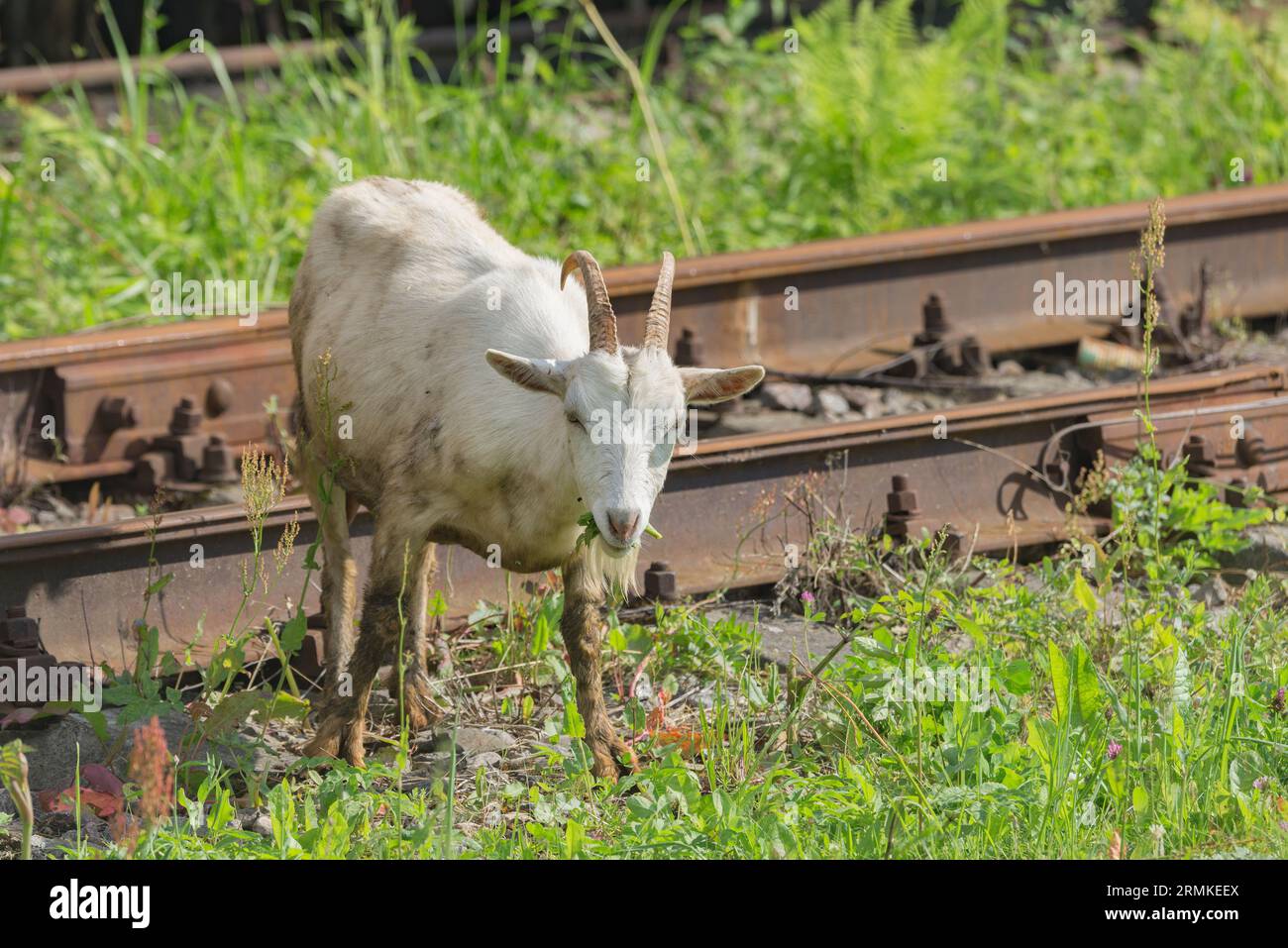 Goat tracks hi-res stock photography and images - Alamy