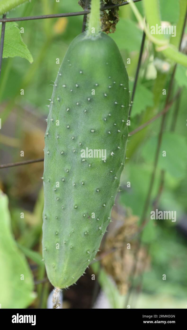 Organic cucumber growing in a vegetable garden in the summer Stock ...