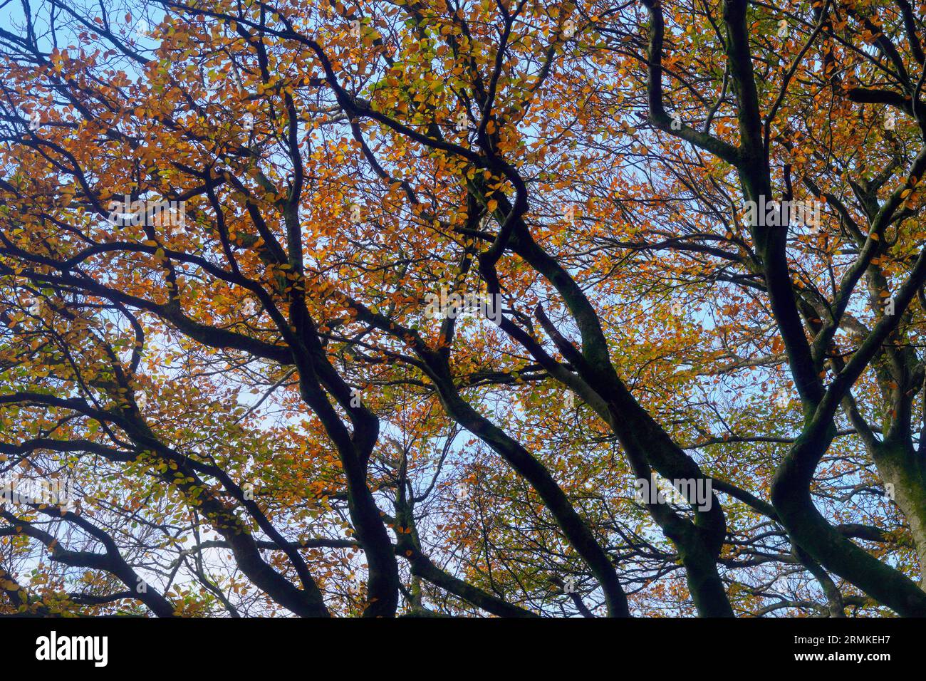 Autumn forest, leaves change colour and fall from trees, golden canopy ...