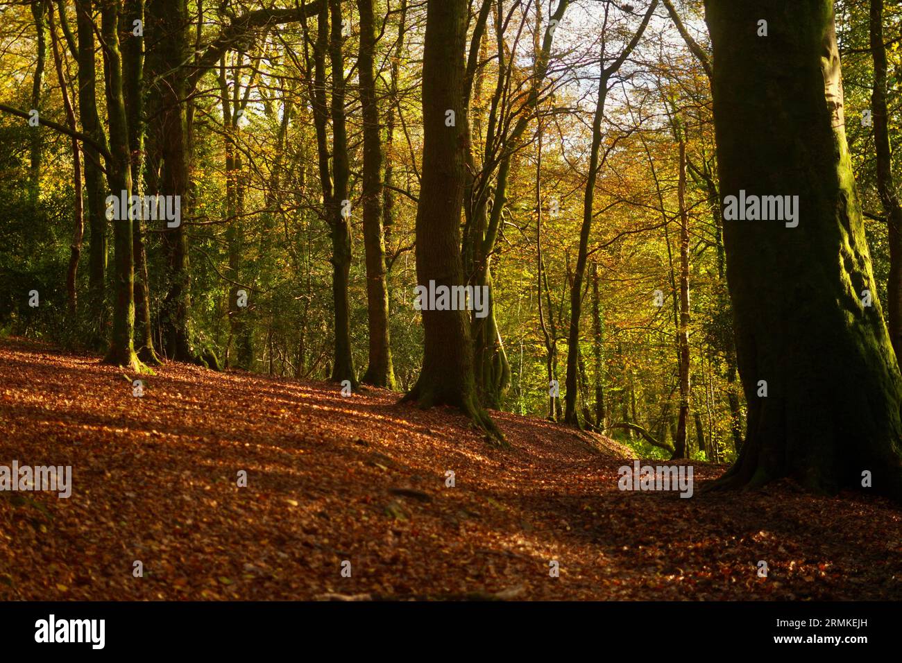 Autumn forest, leaves change colour and fall from trees, golden canopy ...