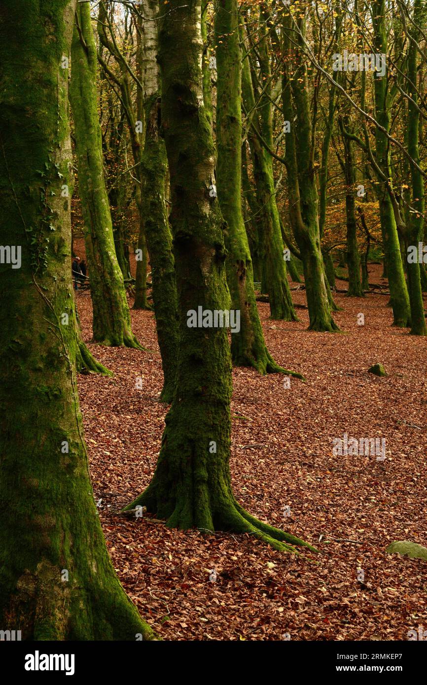 Autumn forest, leaves change colour and fall from trees, golden canopy ...