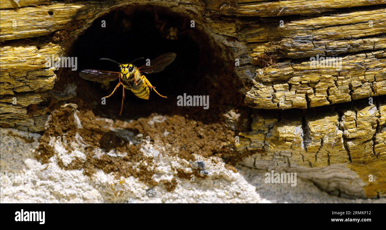 Paper Wasp, polistes sp, Adult flapping Wings at Nest Entrance ...
