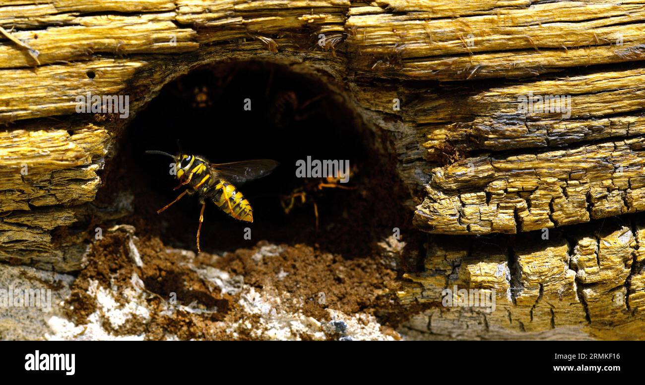 Paper Wasp, polistes sp, Adult flapping Wings at Nest Entrance ...