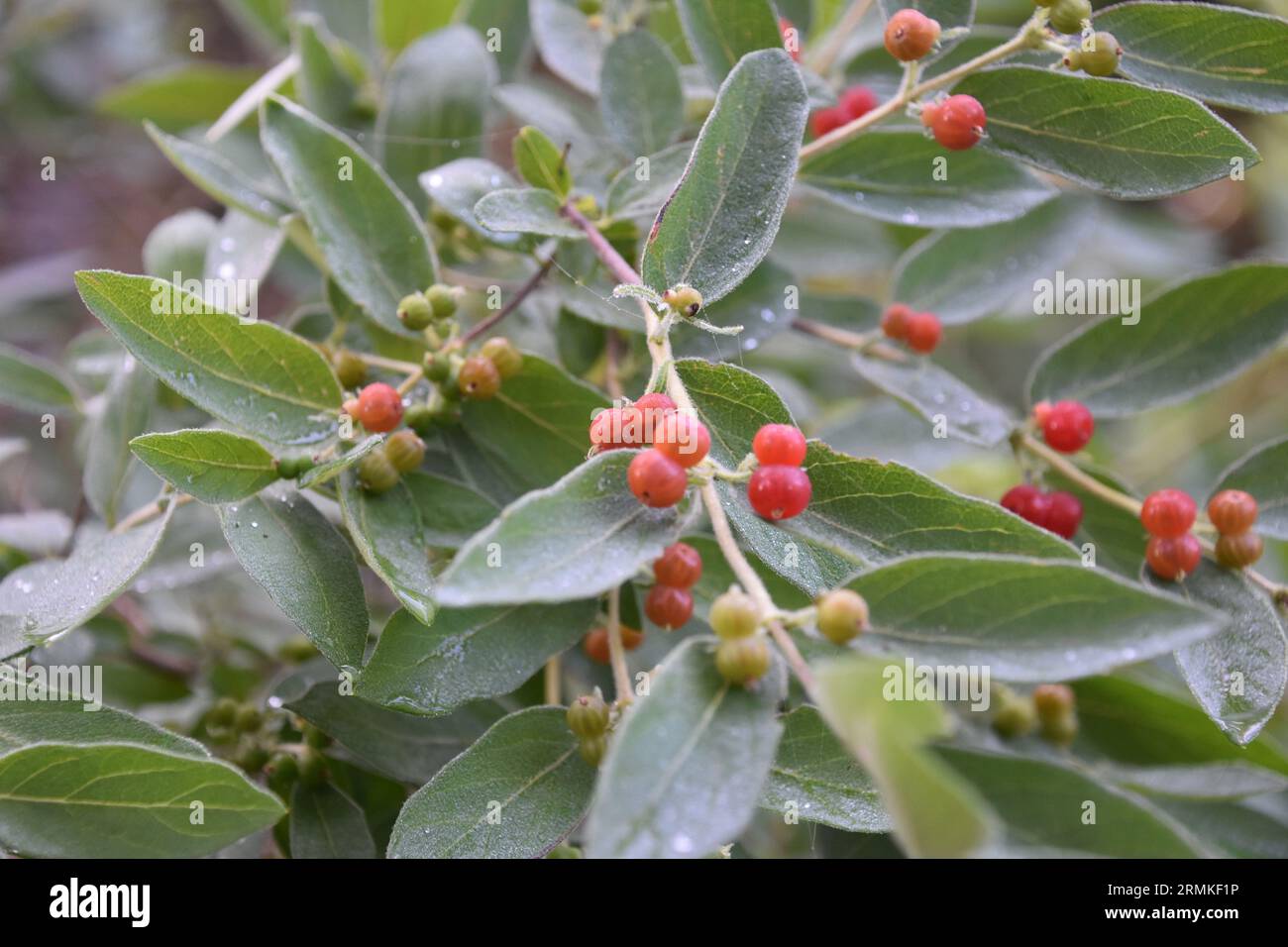 Bush with berries ripening and turning red in the summer heat Stock ...