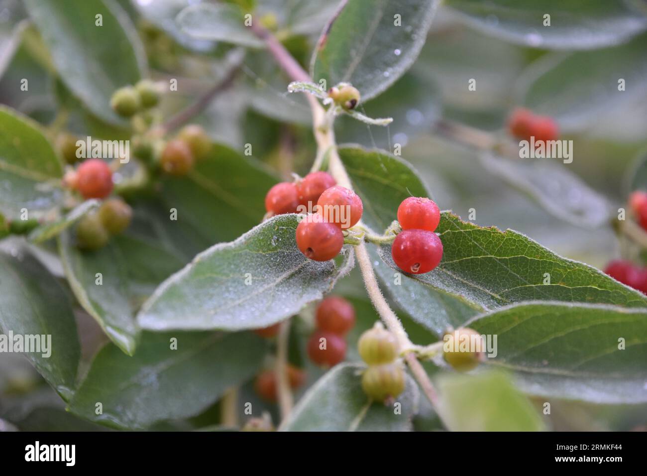 Cluster of berries turning ripe on a bush in nature Stock Photo - Alamy