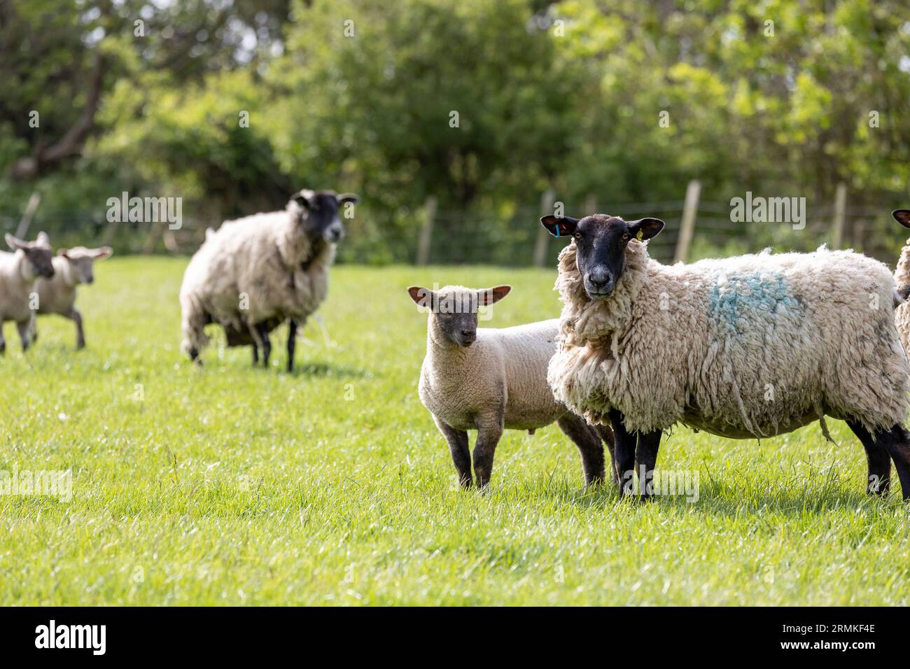 Sheep grazing in a field at Boughton Malherbe Kent Stock Photo - Alamy