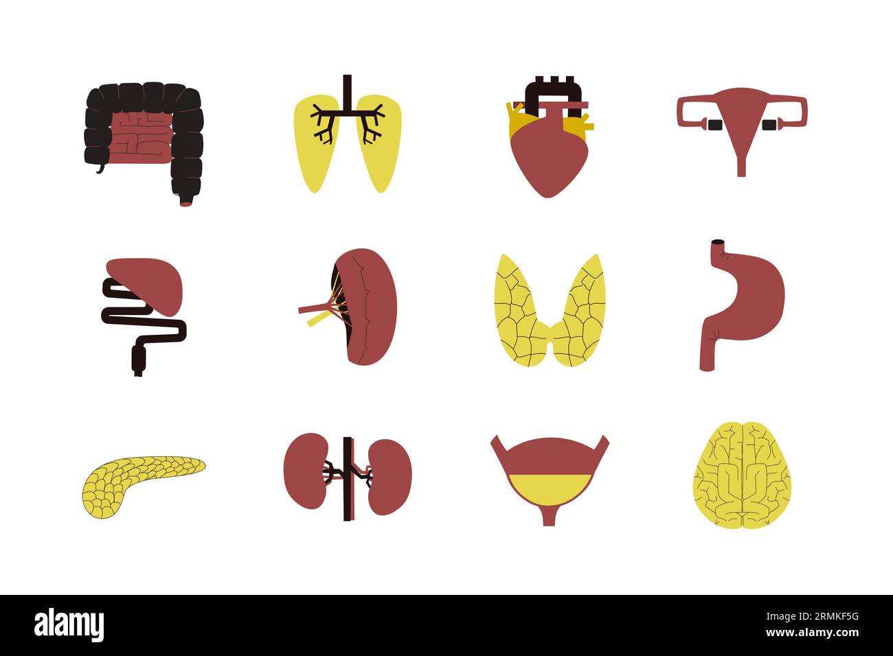 Vector isolated illustrations of human organs for transplantation on ...