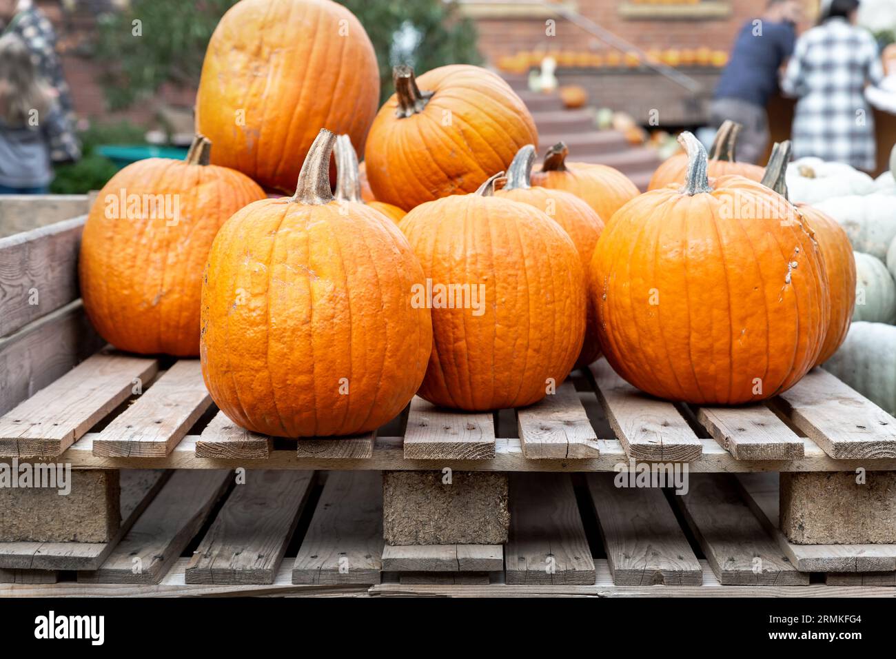 Jarrahdale squash hi-res stock photography and images - Alamy