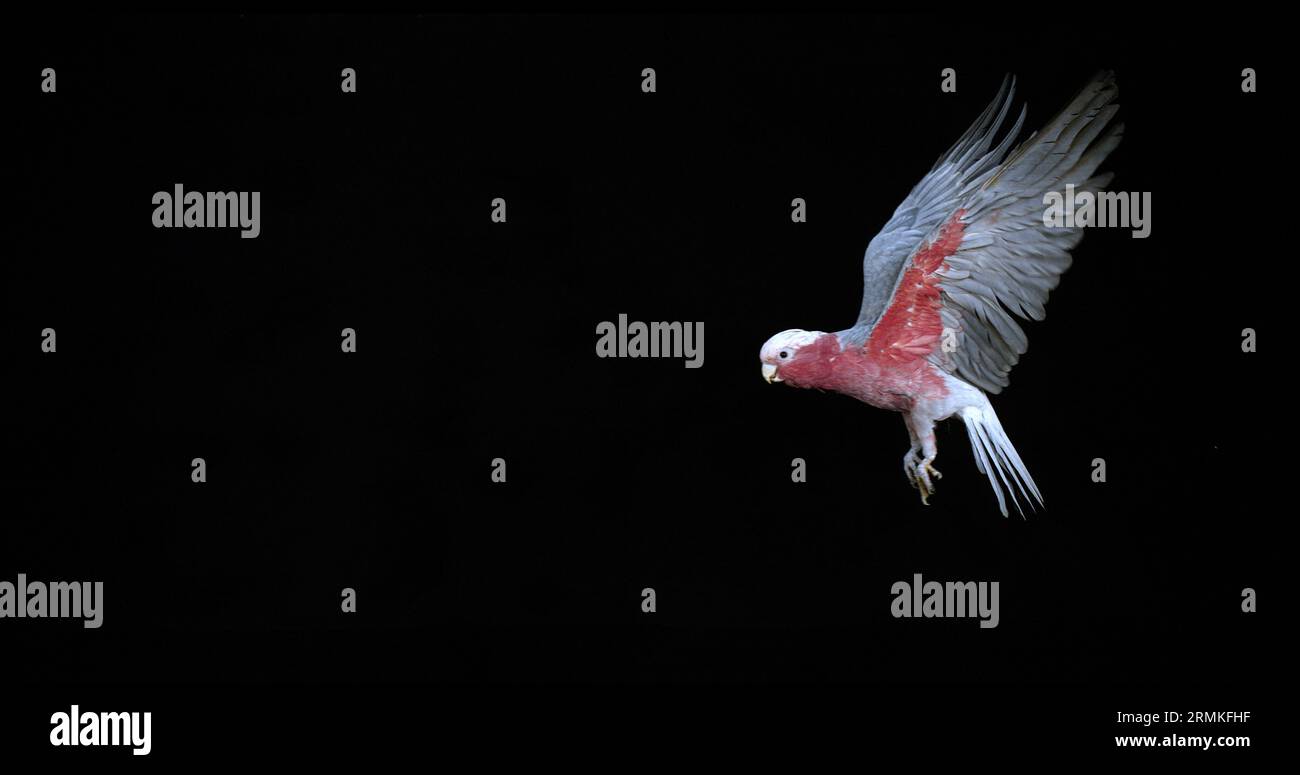 Galah, eolophus roseicapilla, Adult in Flight against Black Background ...