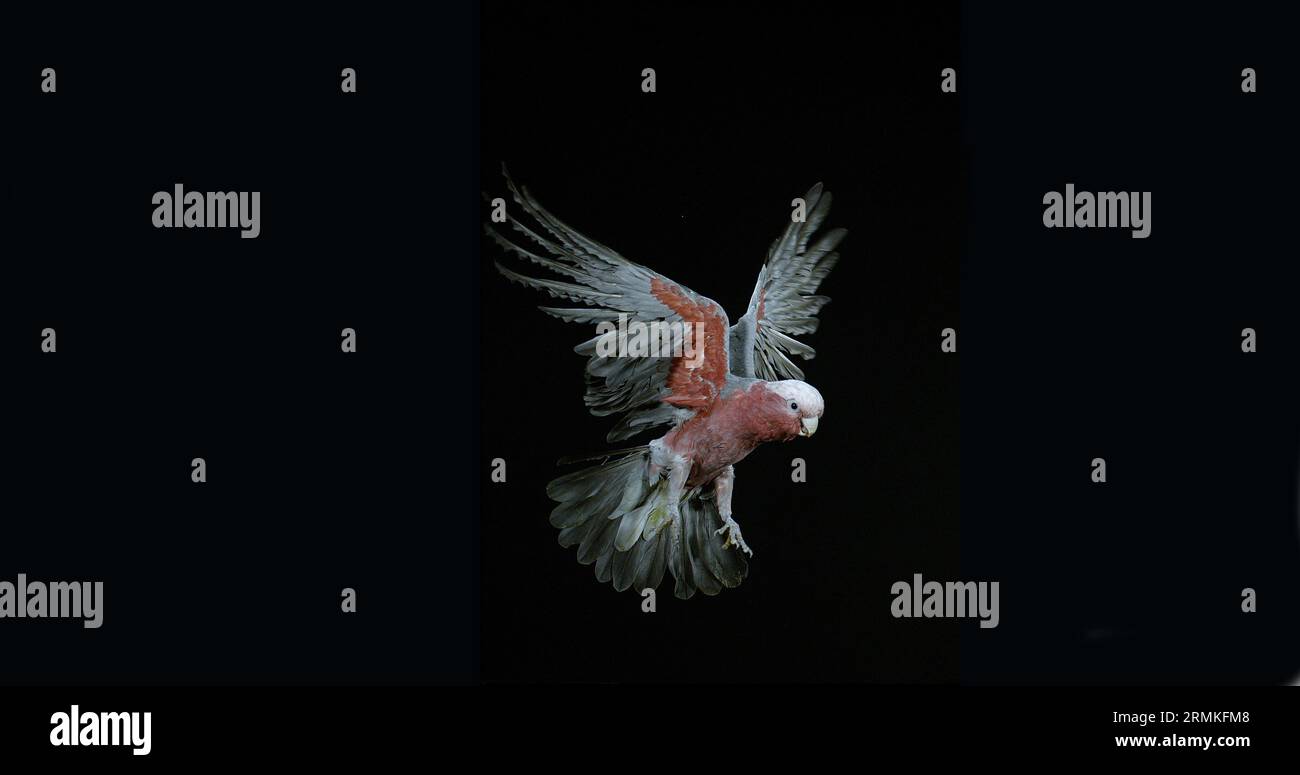 Galah, eolophus roseicapilla, Adult in Flight against Black Background ...