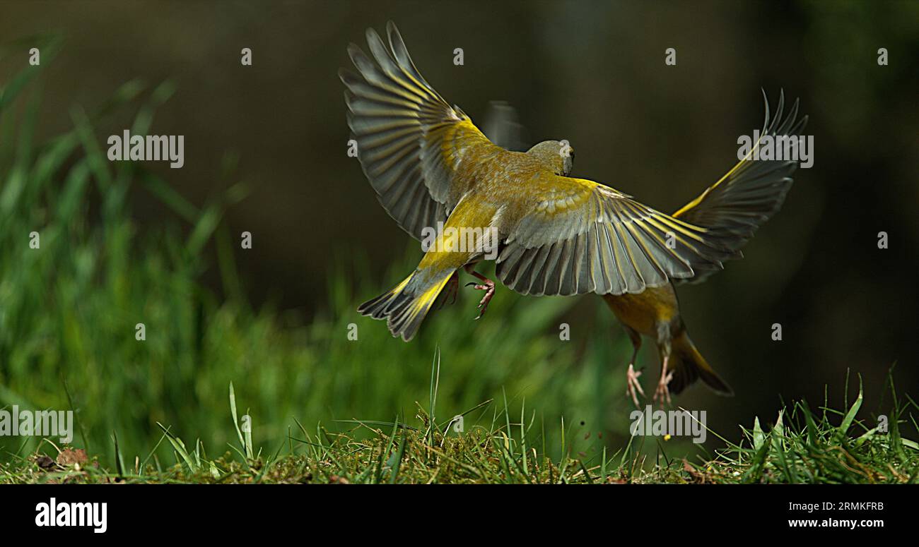 European Greenfinch, carduelis chloris, Adult in Flight, Fighting ...