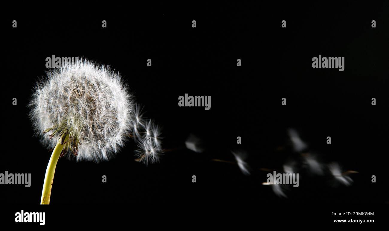 Common Dandelion, taraxacum officinale, seeds from 'clocks' being blown ...