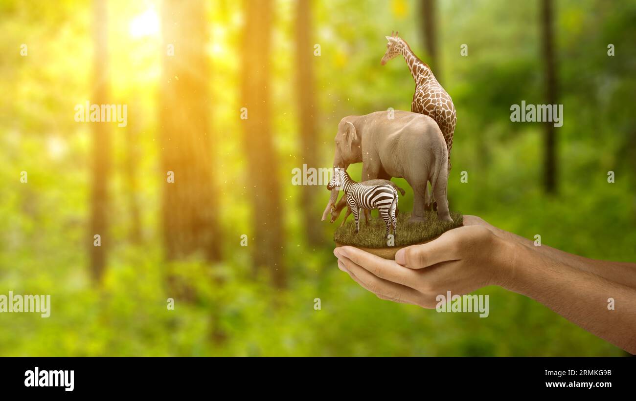 Human hand showing animals in the wildlife. World Animal Day concept ...