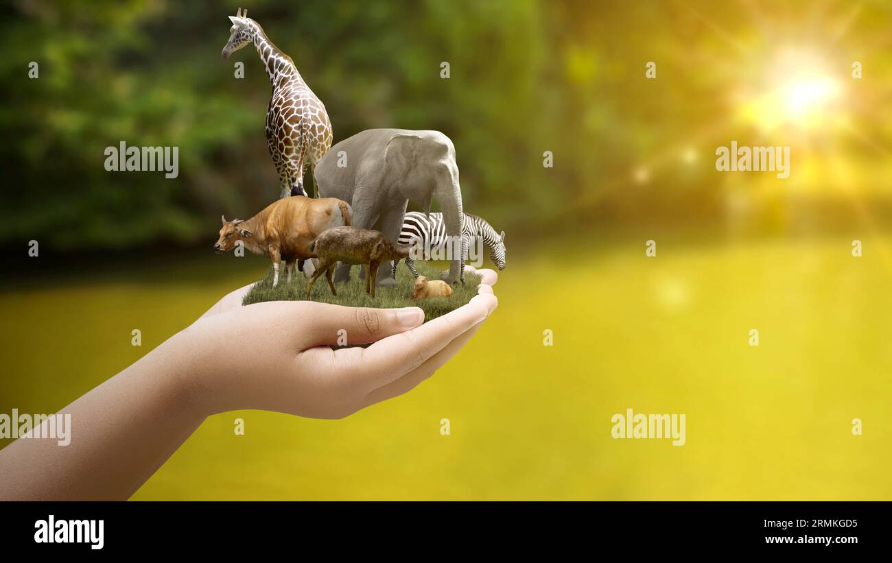 Human hand showing animals in the wildlife. World Animal Day concept ... Human hand showing animals in the wildlife. World Animal Day concept ...