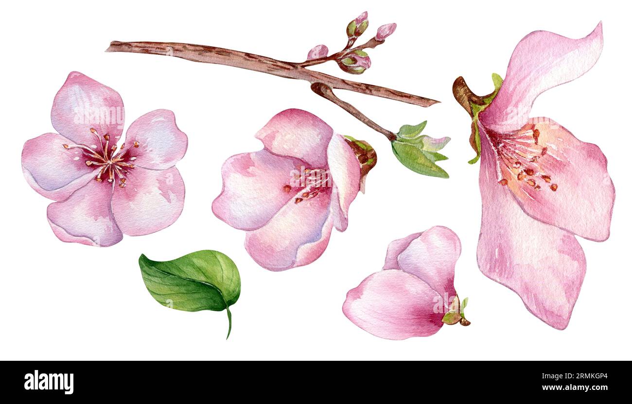Set of pink flowers of peach tree watercolor illustration isolated on ...