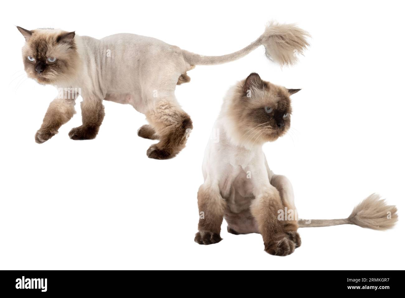 White Persian Cat Lion Cut