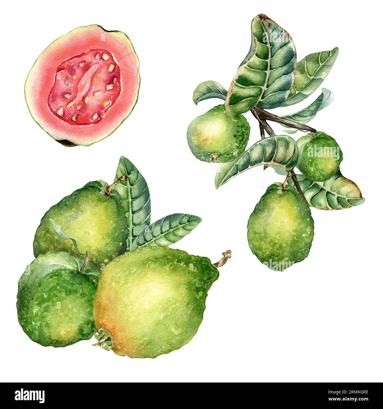 Set with branch of tree and composition of guava fruits whole ...