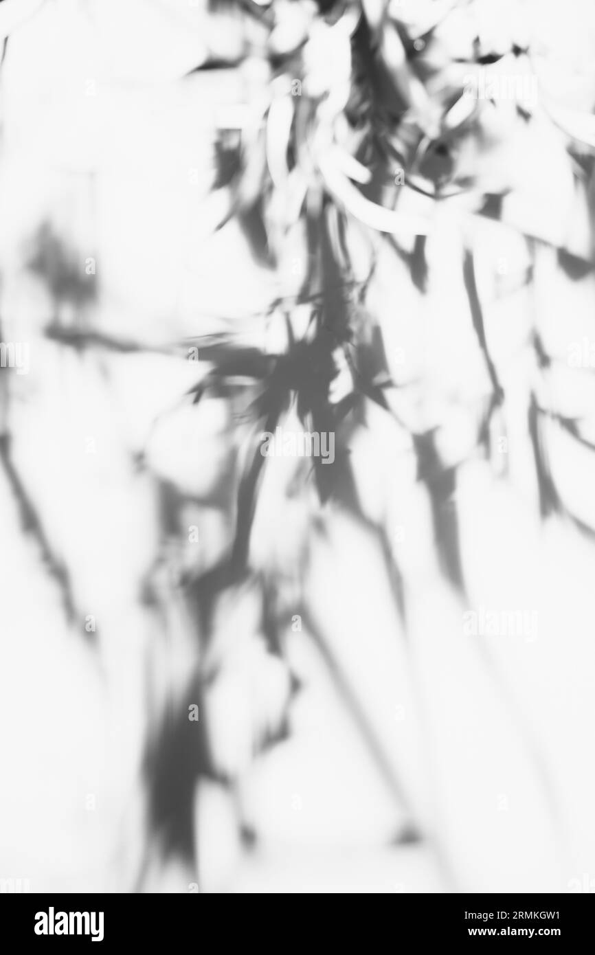 Elm tree isolated Black and White Stock Photos & Images - Alamy