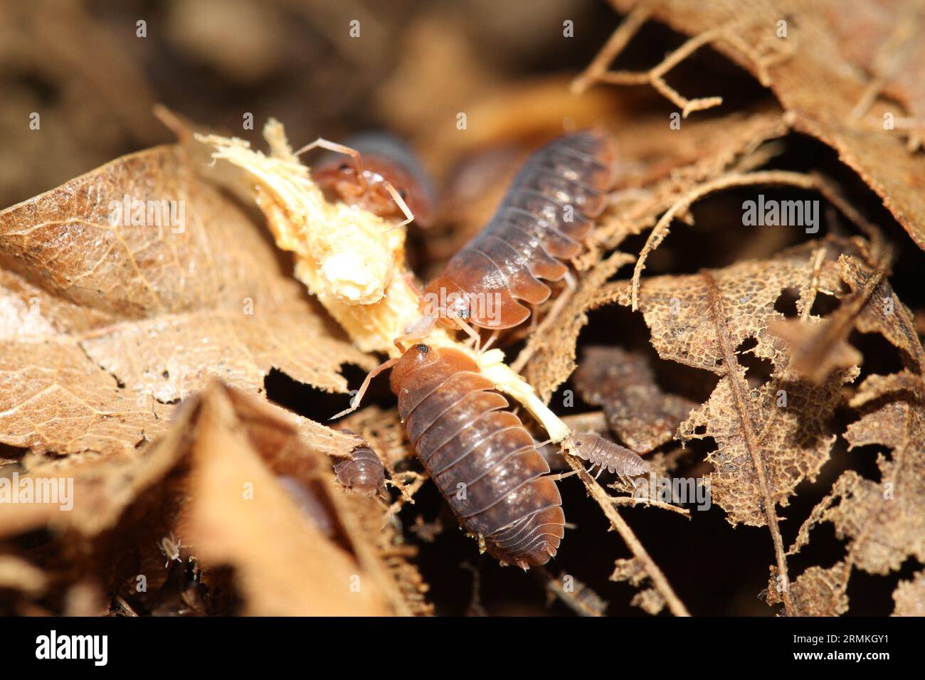 isopods woodlouse pill bugs merulanella sp vietnam Stock Photo - Alamy