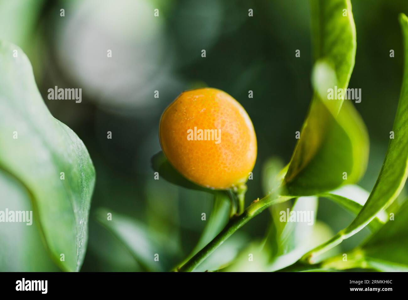 Close up lemon tree Stock Photo - Alamy