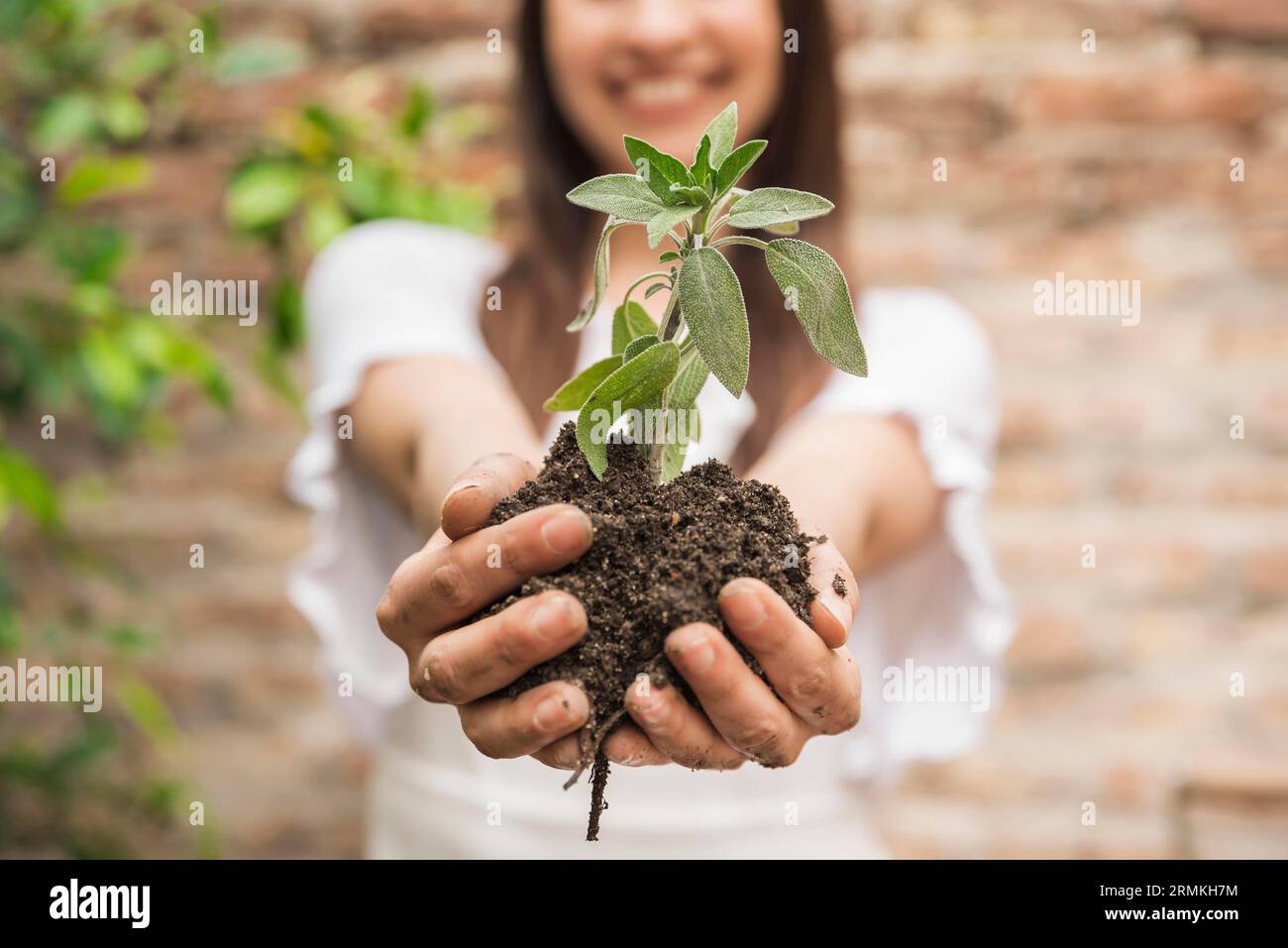 Close up woman s hand holding seedling Stock Photo - Alamy