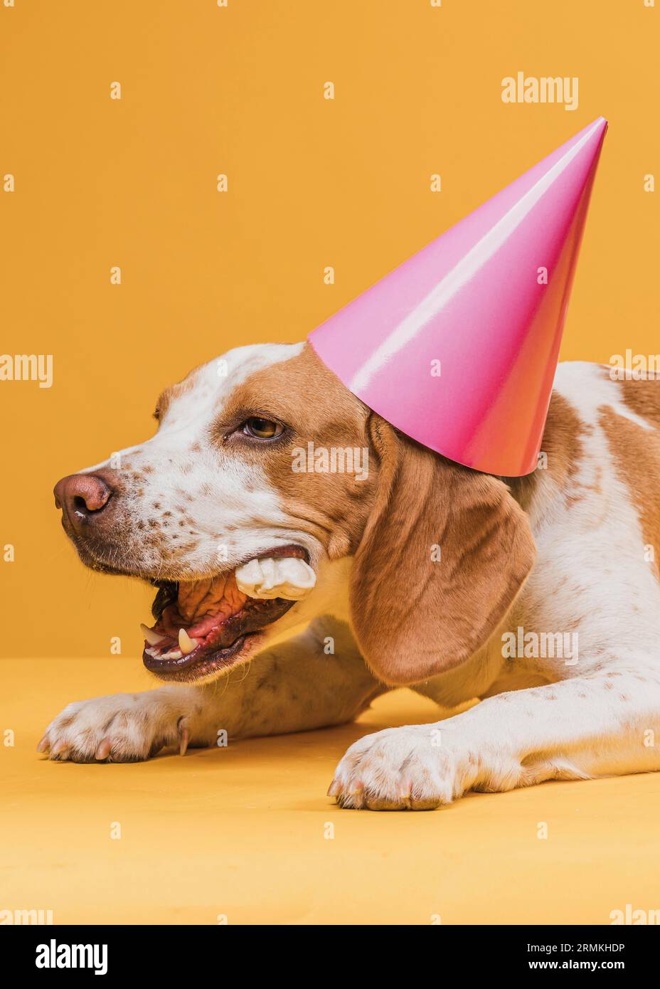 Dog wearing party hat eating bone Stock Photo - Alamy