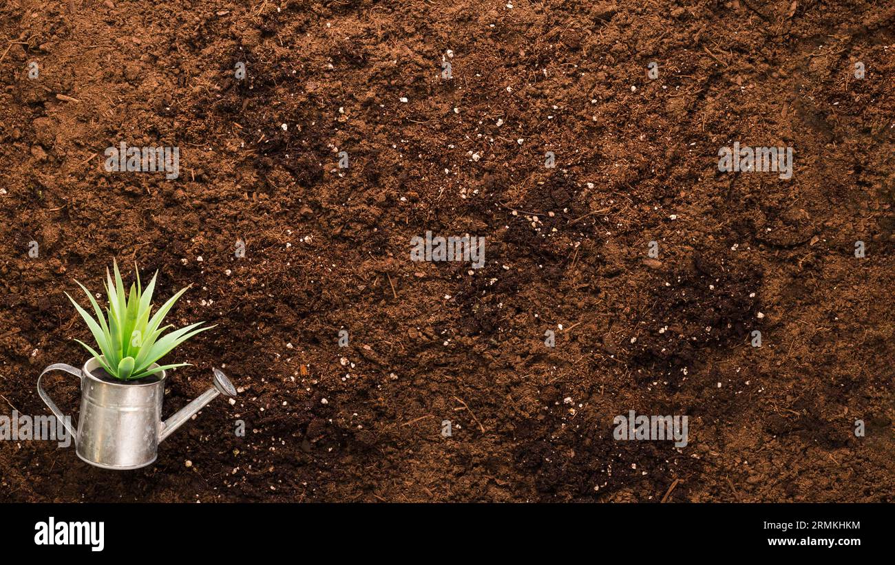 Flat lay plant copyspace Stock Photo - Alamy